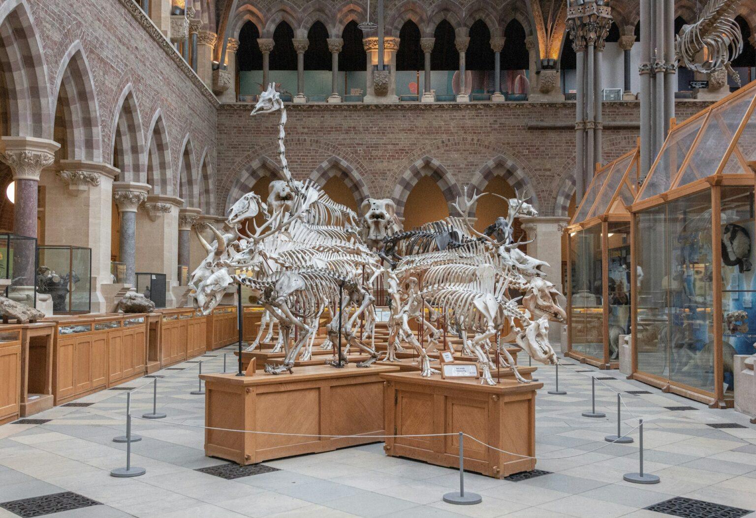 Tips for Visiting the Natural History Museum - Heathrow Terminal 5
